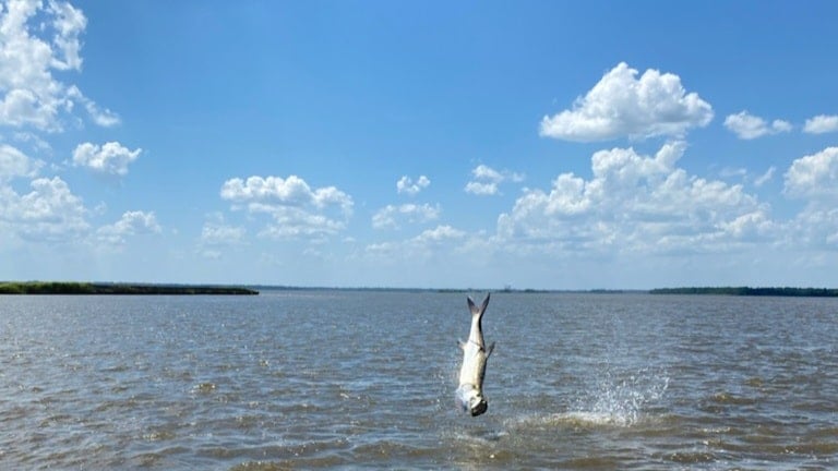 Tarpon - grandstrandguideservice.com